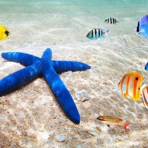 3D Fish Starfish Sand Sea, Vinyl Floor Mural, Self-adhesive Vinyl ...