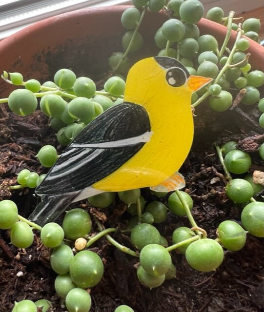 American Goldfinch Lapel Pin or Magnet - Etsy