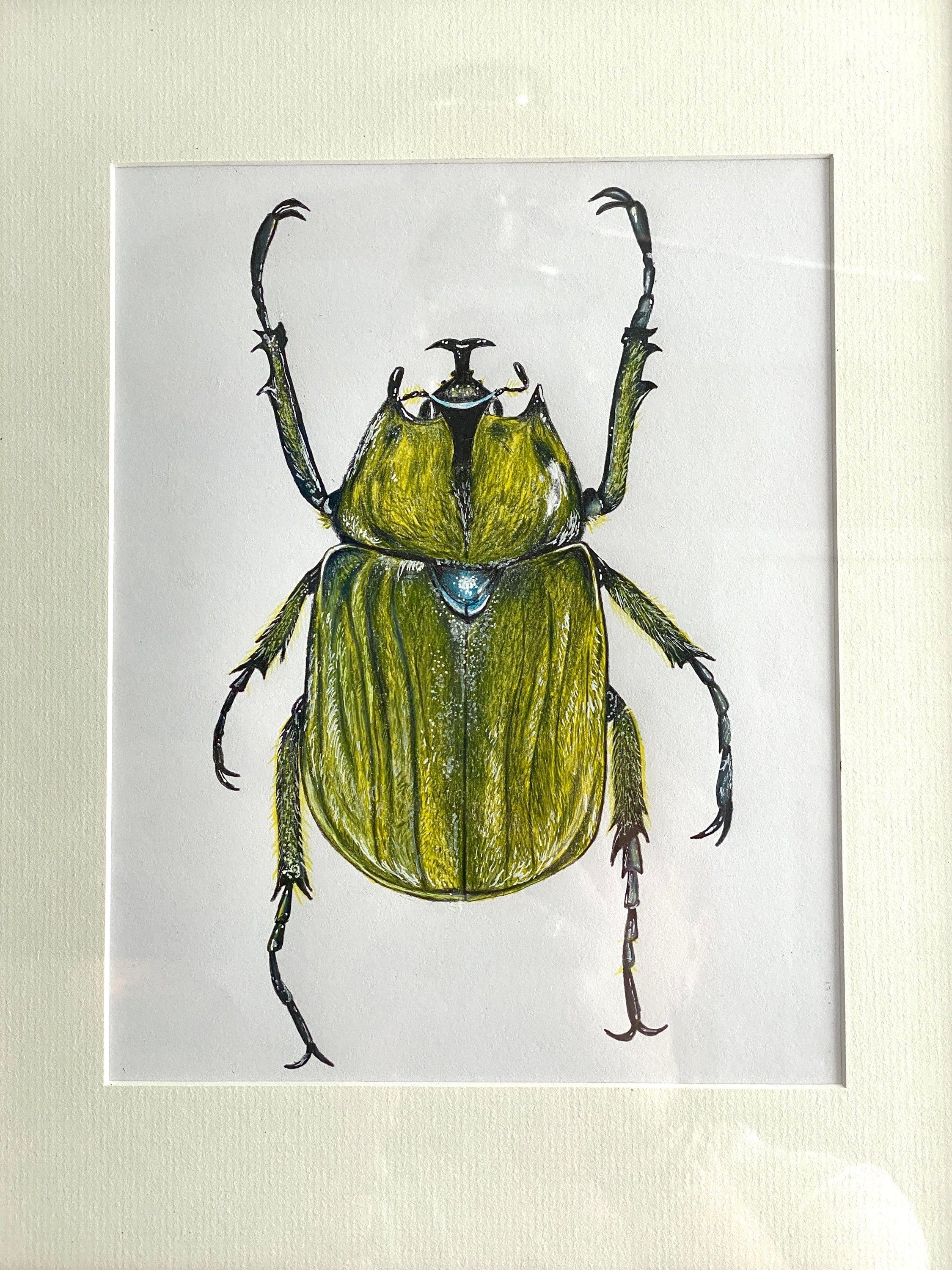 Elephant Beetle Color Pencil Drawing Original Framed 15.25in X 12.25in ...