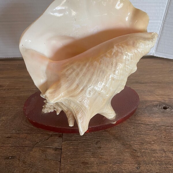 Conch Shell Lamp - Etsy
