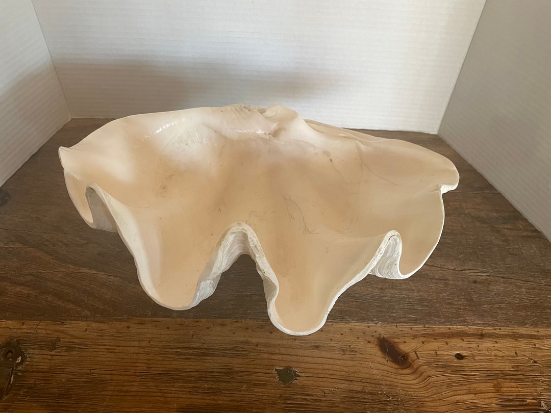 Rare Giant Clam Shell. 12 X 8.5. Tridacna Gigas. Beachhouse Decor ...