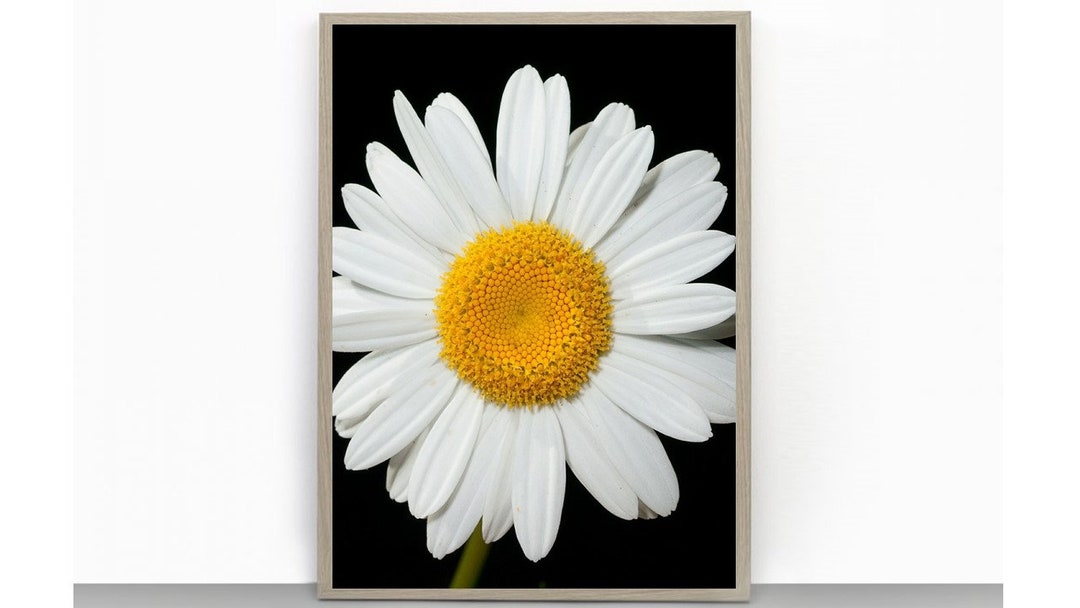 Daisy Art Print, Daisy Print, Spring Daisy Print, Wildflowers Art ...