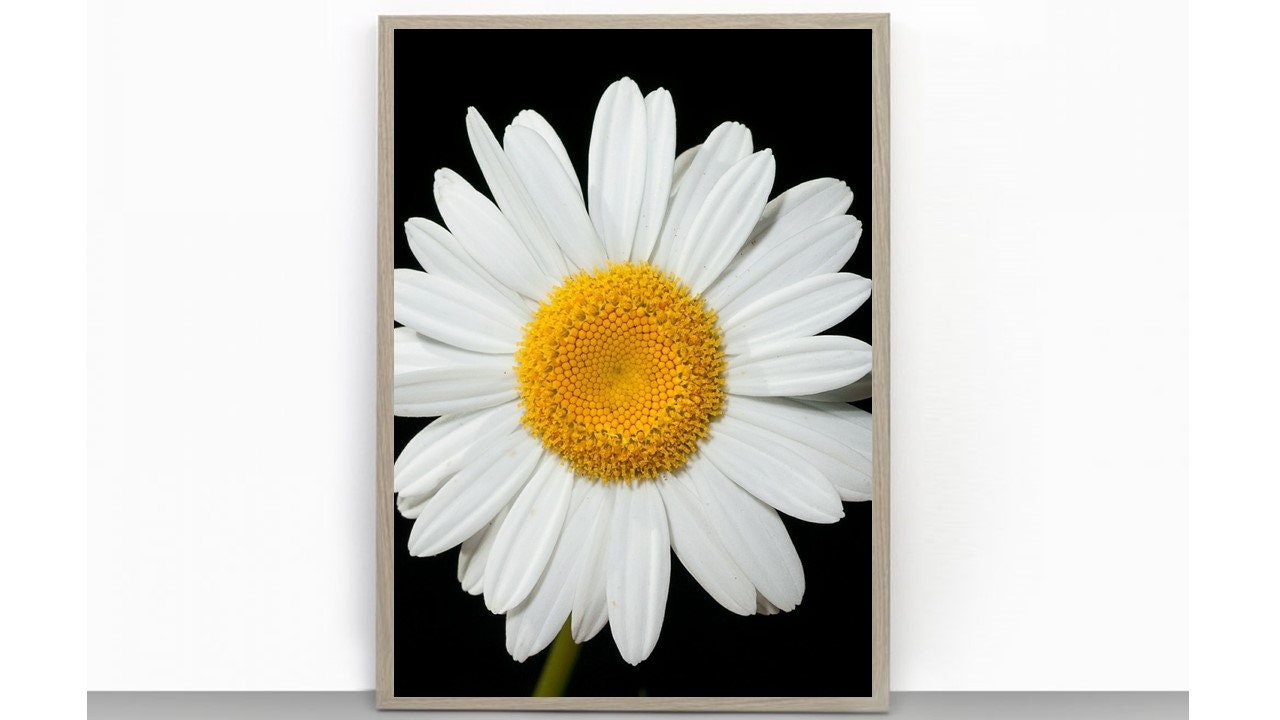 Daisy Art Print Daisy Print Spring Daisy Print Wildflowers - Etsy
