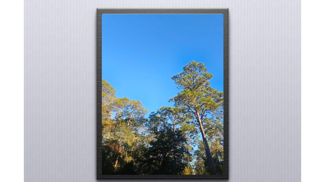 Blue Sky Print, Cloud Photo, Tree Decor Digital Print, Tree Wall Art ...