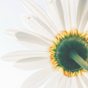 Daisy Art Print, Daisy Print, Spring Daisy Print, Wildflowers Art ...