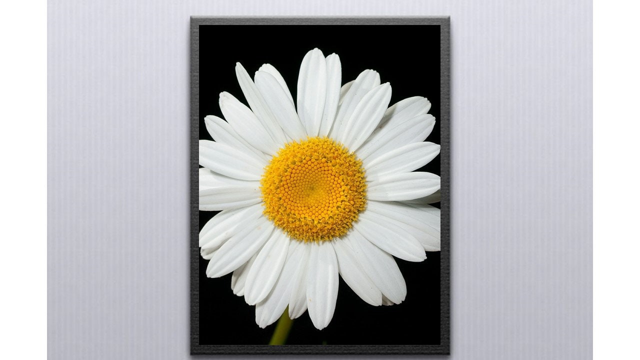 Daisy Art Print, Daisy Print, Spring Daisy Print, Wildflowers Art ...
