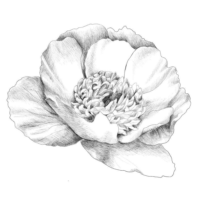 Peony Hand Sketch Illustrations - Etsy