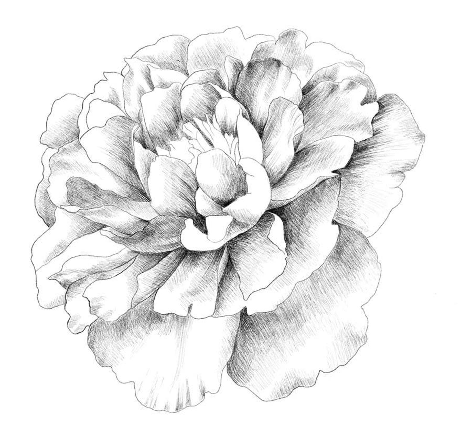 Peony Hand Sketch Illustrations - Etsy