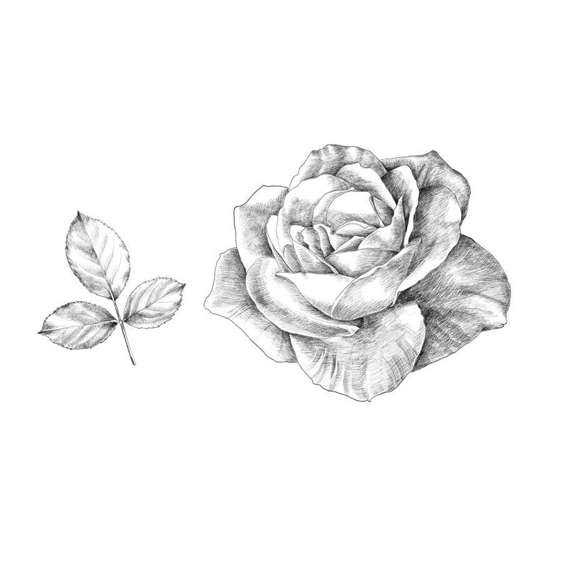 Hand Sketched Roses - Etsy