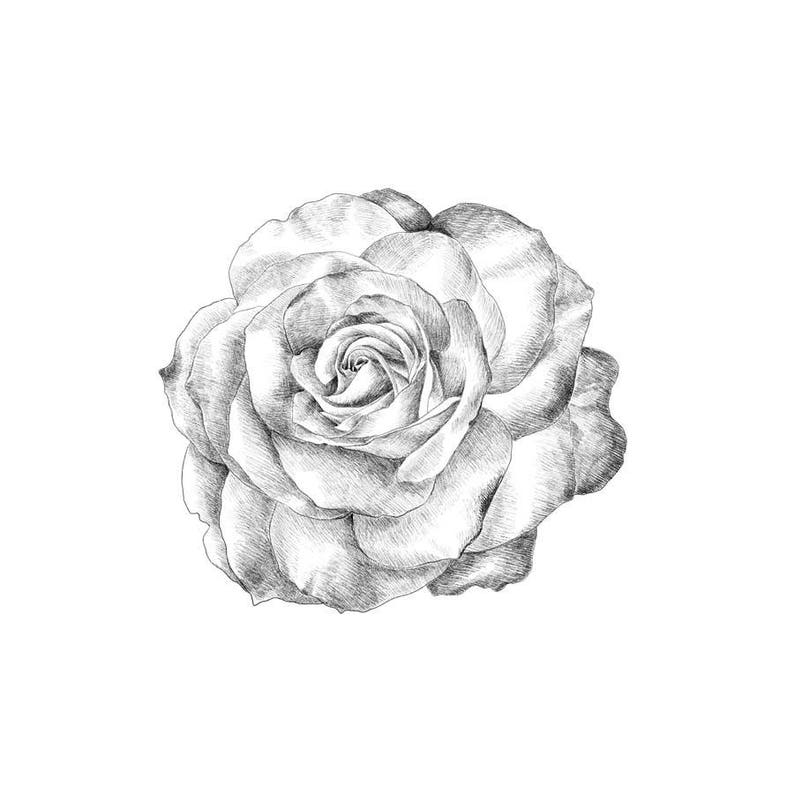 Hand Sketched Roses - Etsy