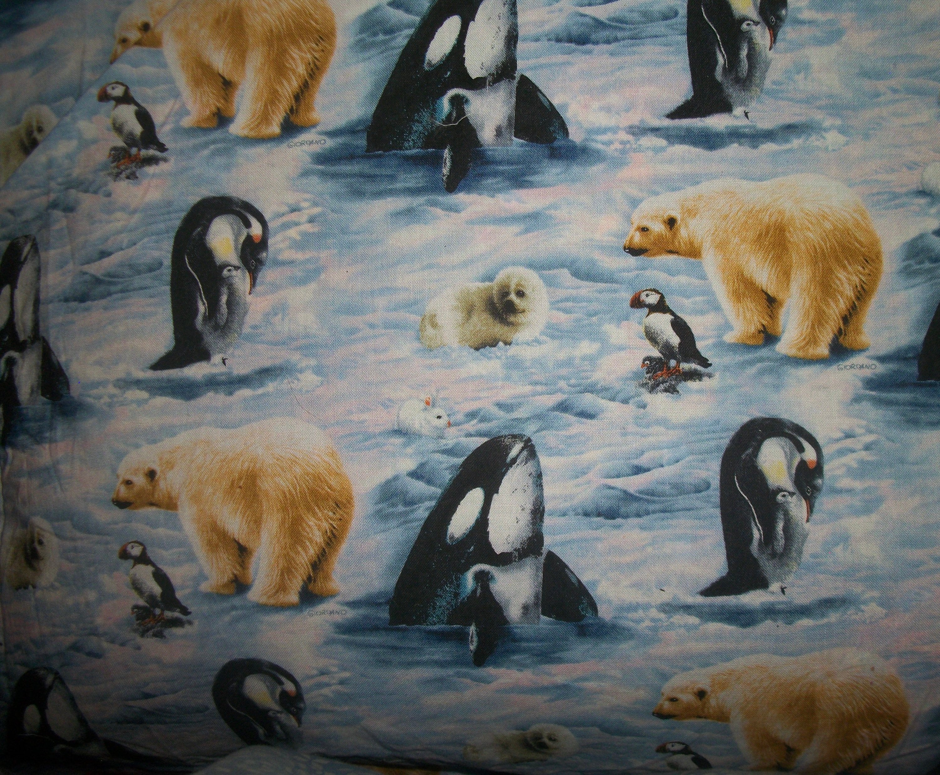 Killer Whale Vs Polar Bear