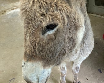 Sheep Manure From Rogers Family Farm. All Natural for Garden Fertilizer ...