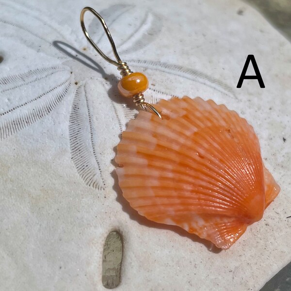 Scallop Shell Pendant With secret Shark Tooth - Etsy