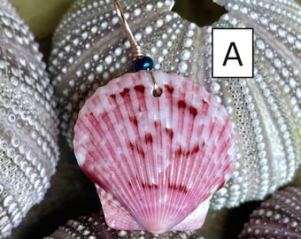 Scallop Shell Pendant With secret Shark Tooth - Etsy