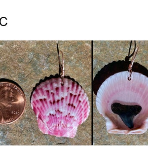 Scallop Shell Pendant With "secret" Shark Tooth - Etsy