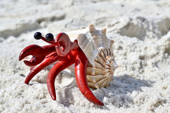 Shell Less Hermit Crab
