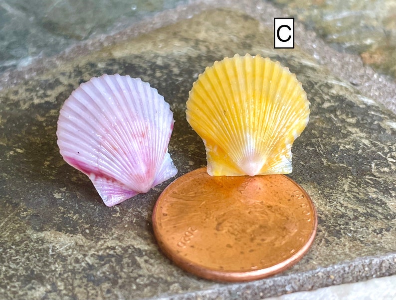 Small Colorful Scallop Shell Post Earrings - Etsy