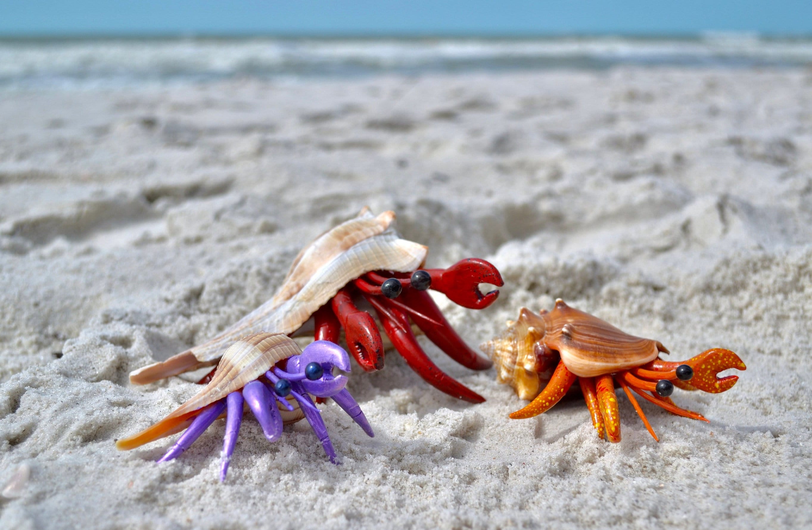Shell Less Hermit Crab