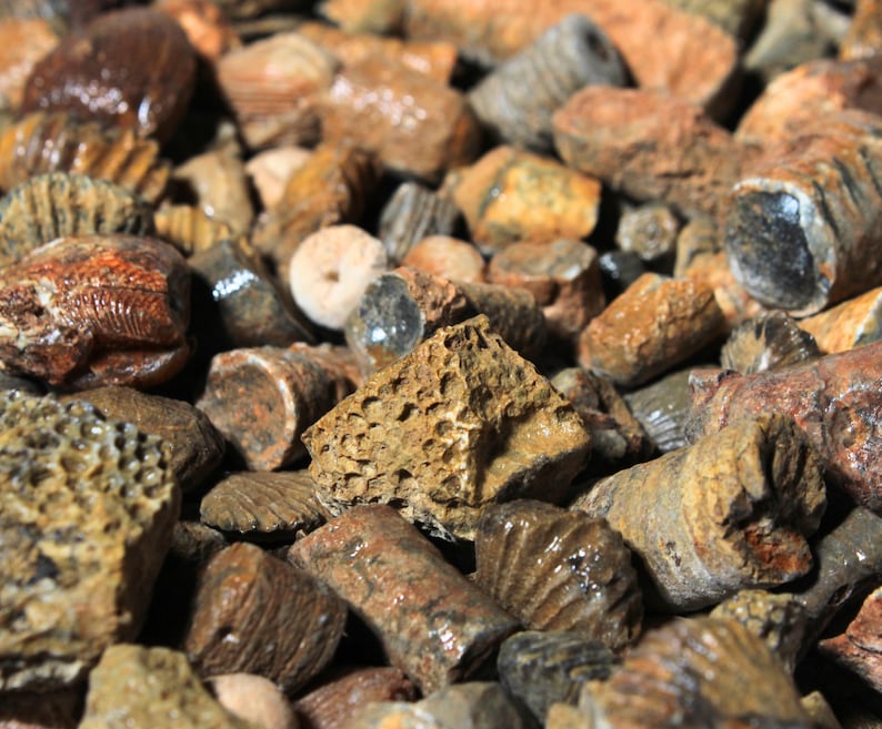 Fossil Mix | Raw Fossil Hunting Kit | Genuine Assortment of Fossils ...