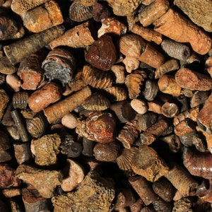 Fossil Mix | Raw Fossil Hunting Kit | Genuine Assortment of Fossils ...