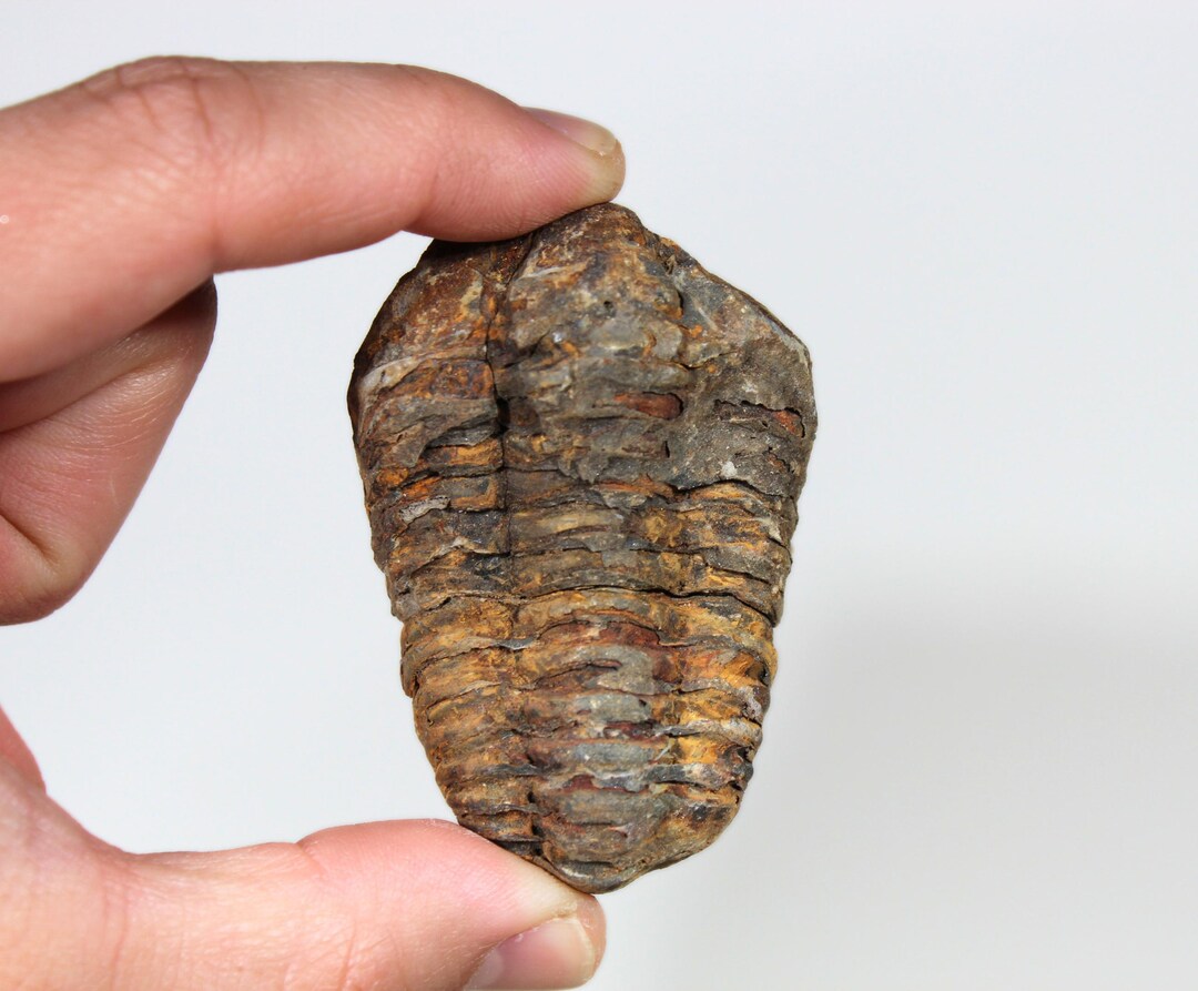 Trilobite | Flexicalymeme | Fossils From Morocco | 480 Million Years ...