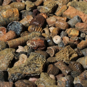 Fossil Mix | Raw Fossil Hunting Kit | Genuine Assortment of Fossils ...