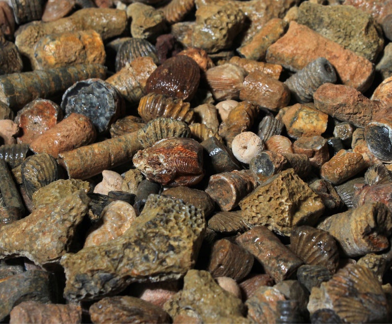 Fossil Mix | Raw Fossil Hunting Kit | Genuine Assortment of Fossils ...