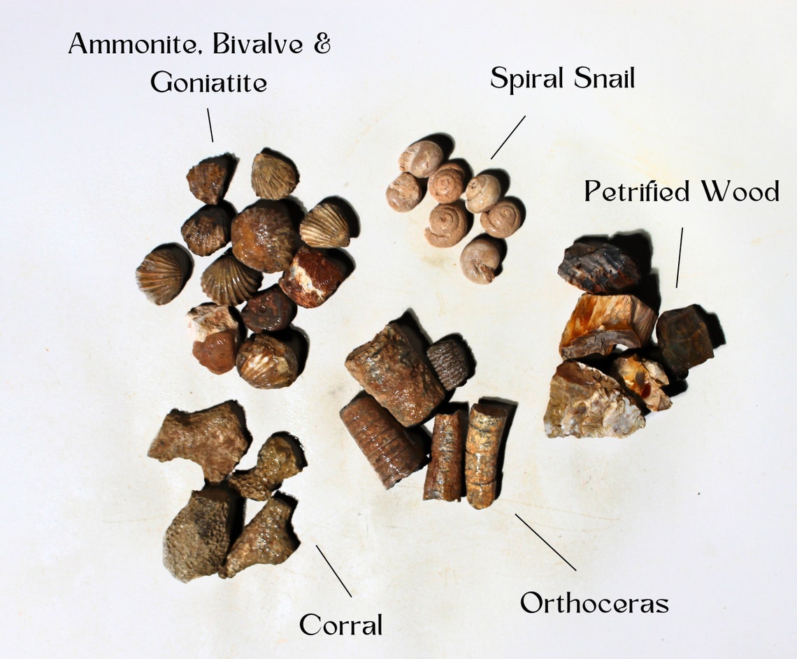 Fossil Mix | Raw Fossil Hunting Kit | Genuine Assortment of Fossils ...