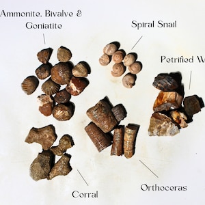Fossil Mix | Raw Fossil Hunting Kit | Genuine Assortment of Fossils ...