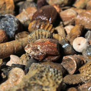 Fossil Mix | Raw Fossil Hunting Kit | Genuine Assortment of Fossils ...