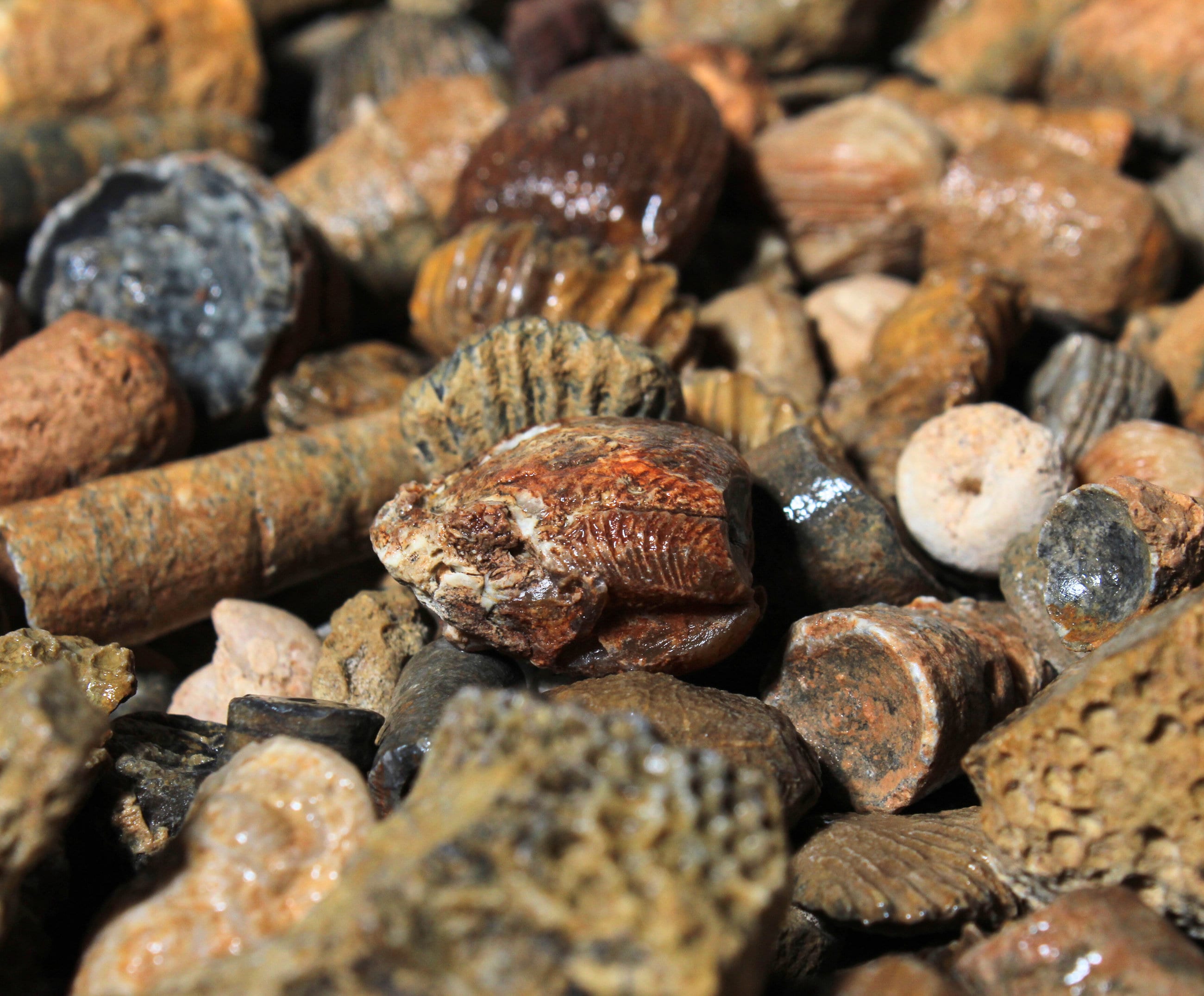 Fossil Mix | Raw Fossil Hunting Kit | Genuine Assortment of Fossils ...