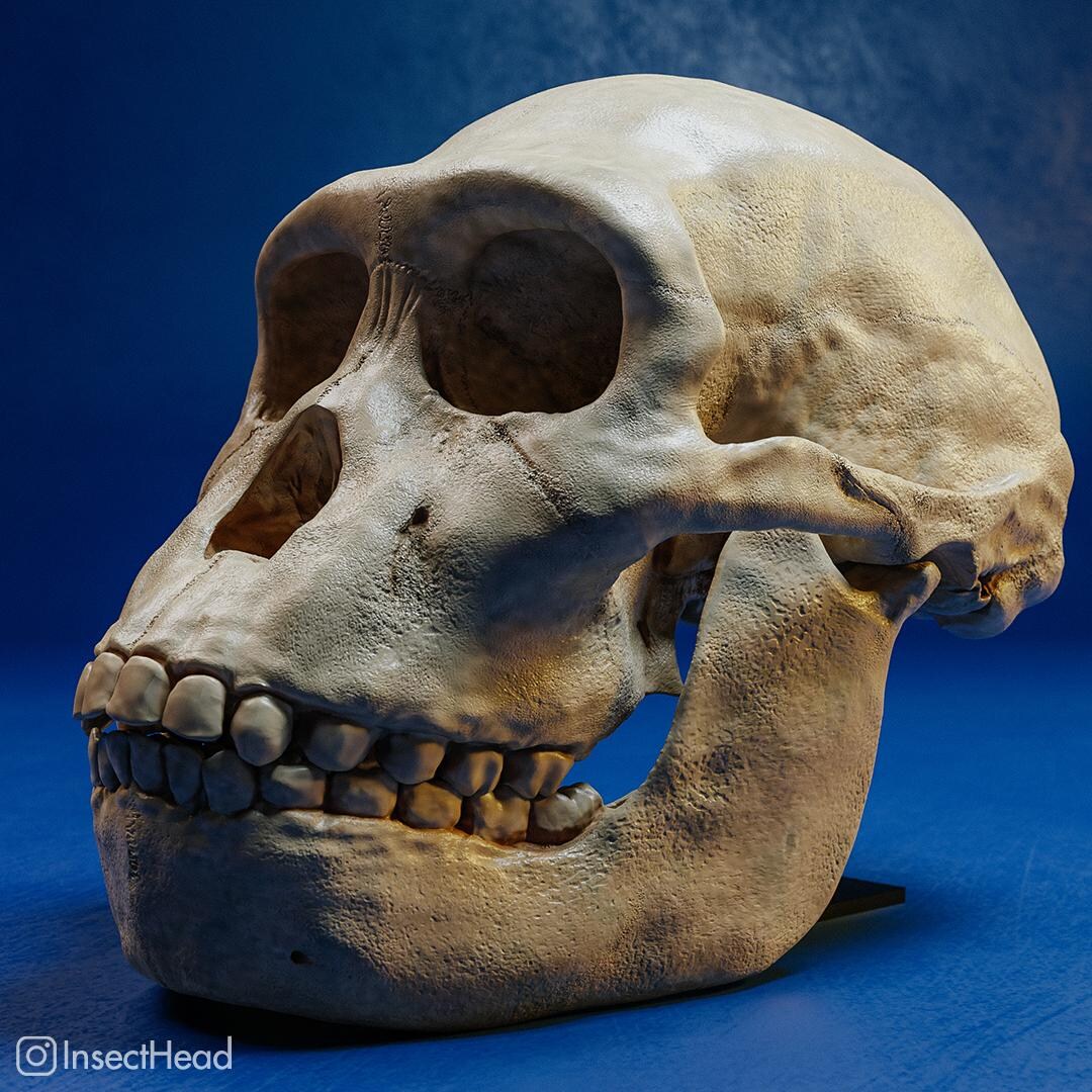 3d Printed Australopithecus Sediba Skull Reconstruction Head Skull ...