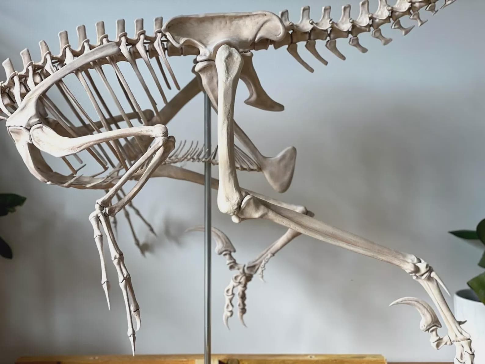 3D Printed Velociraptor Skeleton Model Dinosaur 1:1 Life Size Replica ...