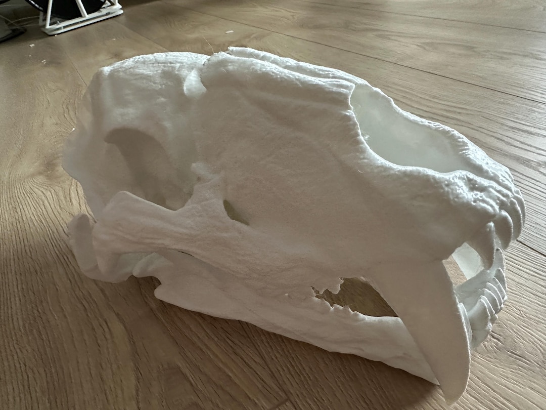 3d Printed Saber-tooth Tiger Skull (machairodus) Skull Head Model ...