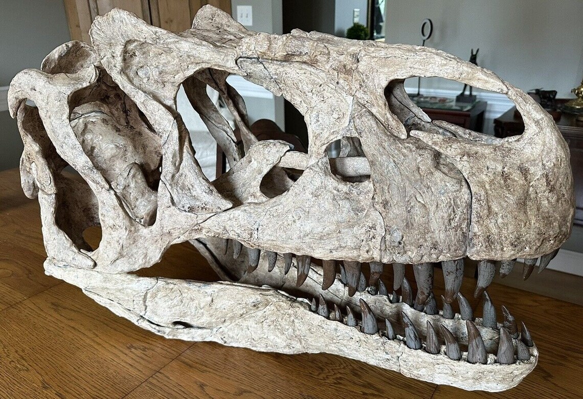 3d Printed Allosaurus Head Skull Skeleton Dinosaur, Painted and ...