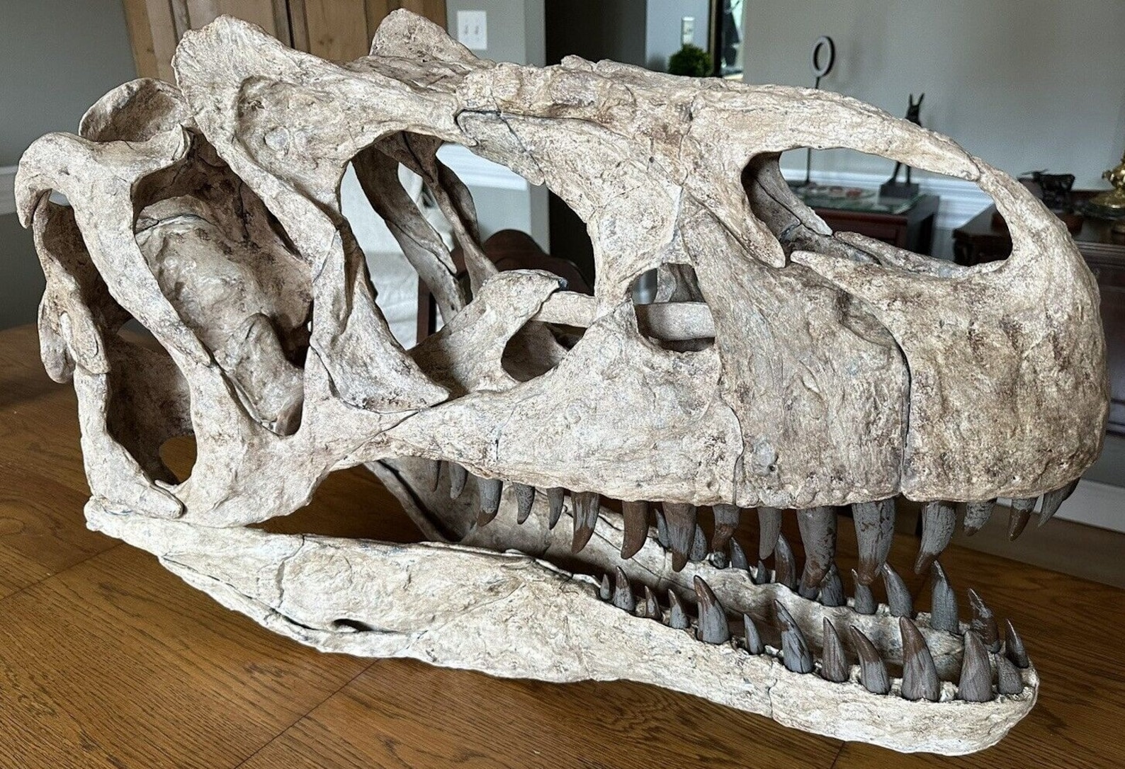3d Printed Allosaurus Theropod Adult Head Skull Skeleton Model Dinosaur ...