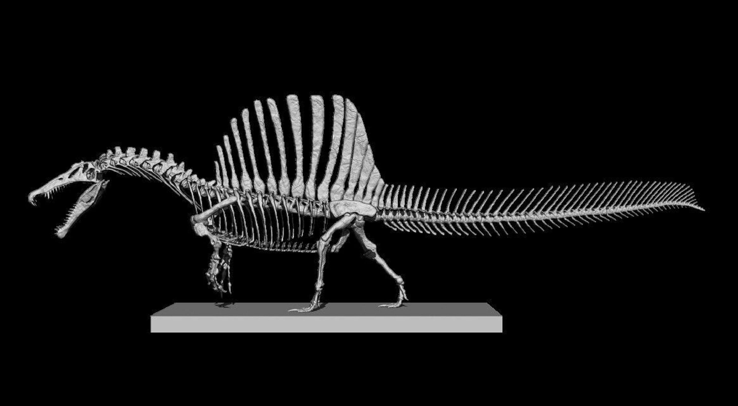 3d Printed the Skull of Spinosaurus Spinosaurid Skeleton Model Dinosaur ...