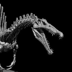 3d Printed the Skull of Spinosaurus Spinosaurid Skeleton Model Dinosaur ...