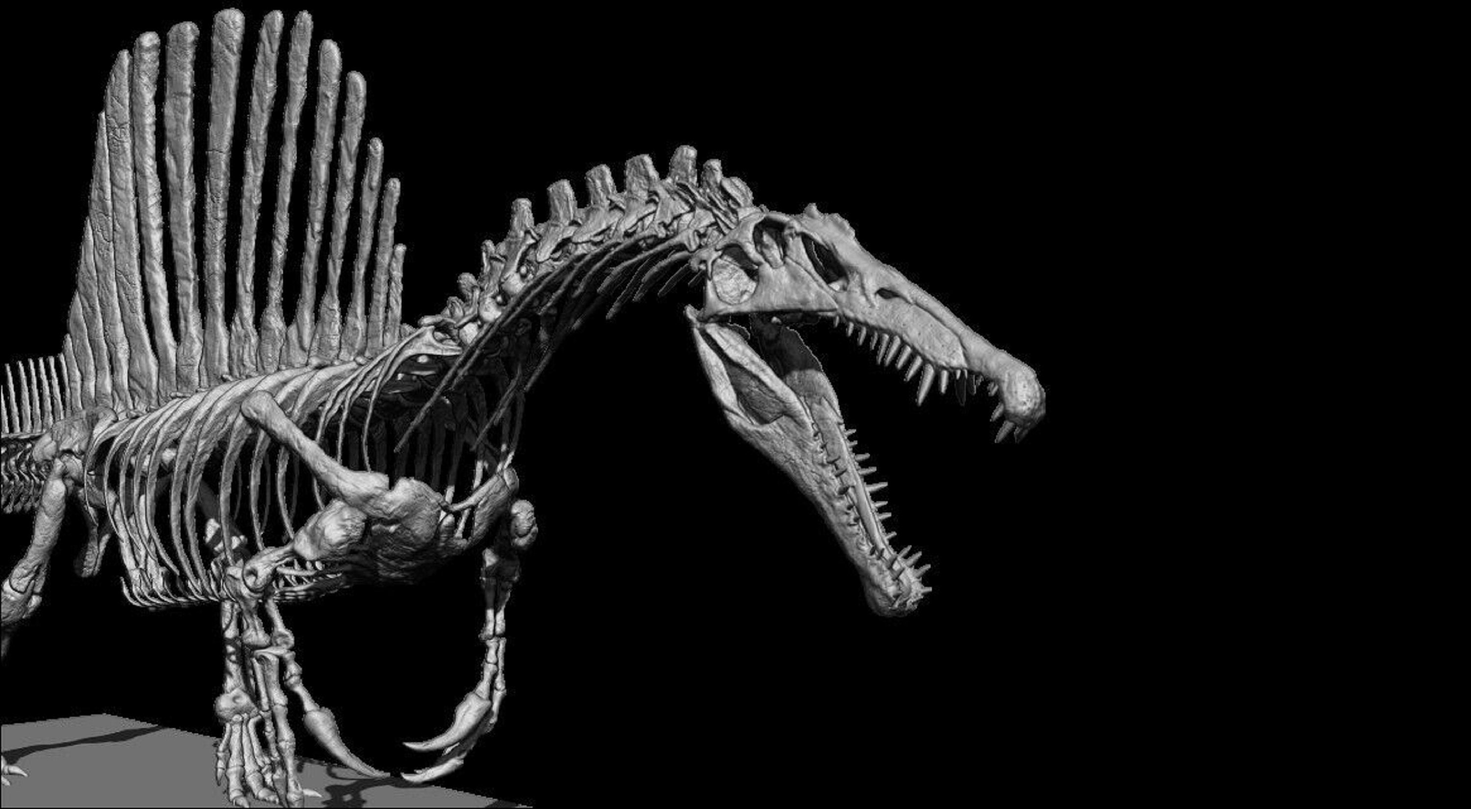 3d Printed the Skull of Spinosaurus Spinosaurid Skeleton Model Dinosaur ...
