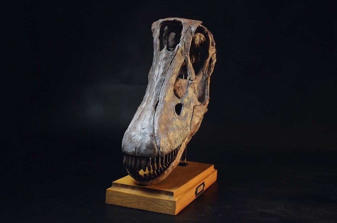 3d Printed Diplodocus Head Skull Skeleton Model Dinosaur 1:1 - Etsy