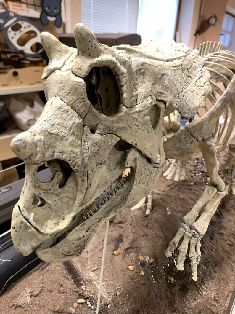 3d Printed Triceratops Horridus Baby Skeleton Model Dinosaur 1:2 - Etsy