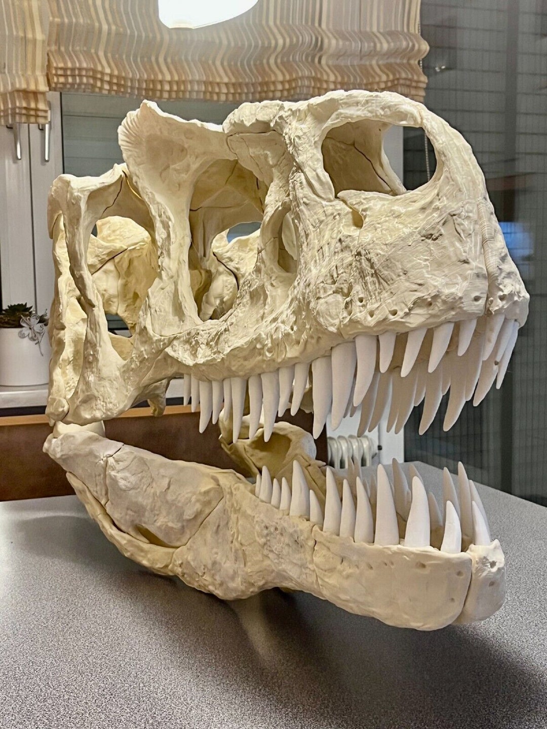 3d Printed Allosaurus Theropod Adult Head Skull Skeleton Model - Etsy