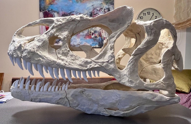 3d Printed Allosaurus Theropod Adult Head Skull Skeleton Model - Etsy