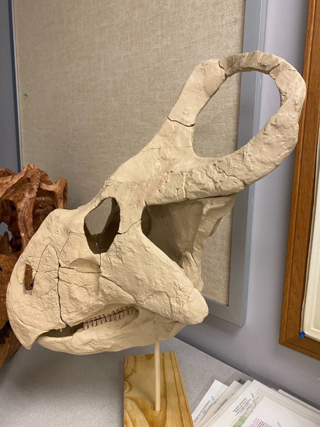 3d Printed Protoceratops Adult Skull Head Skull Skeleton Model Dinosaur ...