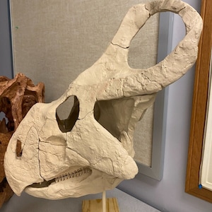 3d Printed Protoceratops Adult Skull Head Skull Skeleton Model Dinosaur ...