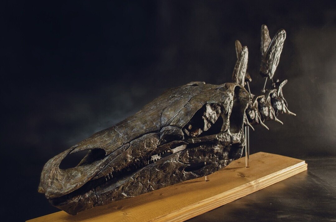 3d Printed Stegosaurus Head Skull Skeleton Model Dinosaur 1:1 - Etsy