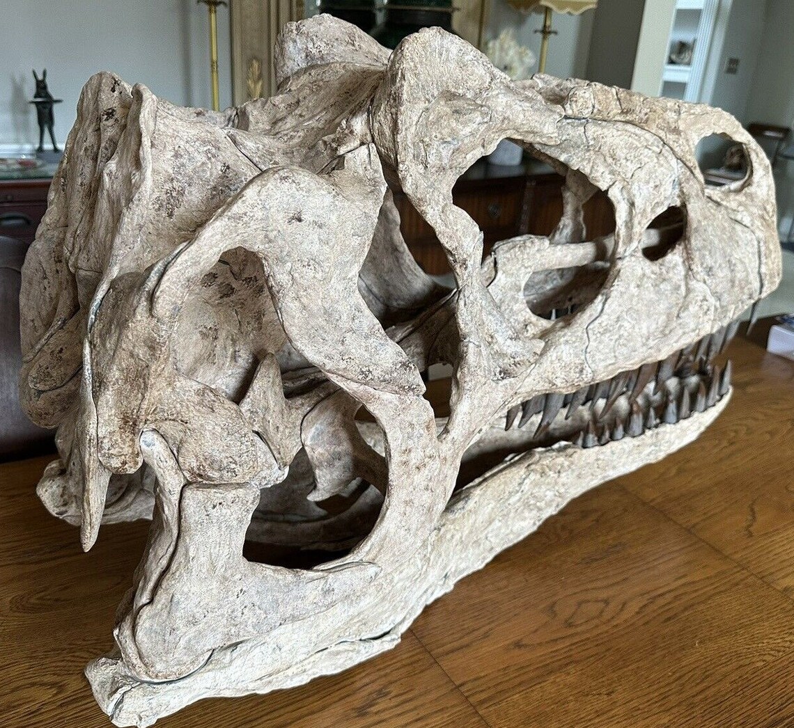 3D Printed Allosaurus Theropod Adult Head Skull Skeleton Model Dinosaur ...