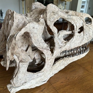 3d Printed Allosaurus Theropod Adult Head Skull Skeleton Model Dinosaur ...