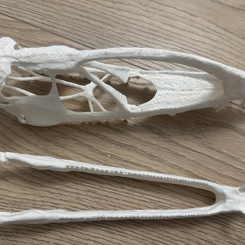 Dinosaur Skull Casts - Etsy UK