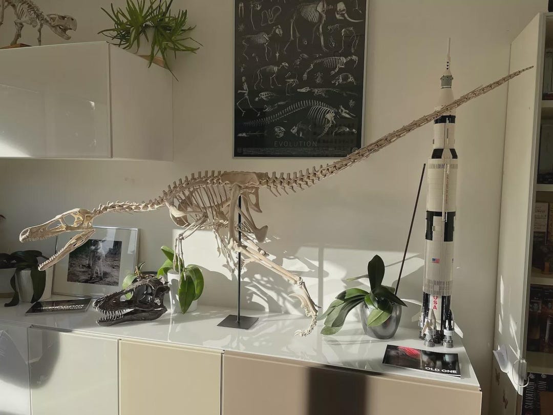 3D Printed Velociraptor Skeleton Model Dinosaur 1:1 Life Size Replica ...